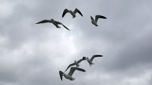 Natatorial Bilder – Durchsuchen 1,512 Archivfotos, Vektorgrafiken und ...