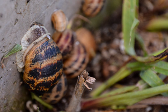 "Snail Texture" Images – Browse 91 Stock Photos, Vectors, and Video ...
