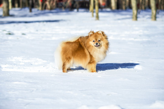 Shpitz Images – Browse 347 Stock Photos, Vectors, and Video | Adobe Stock