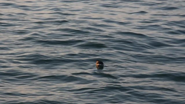 Didapper Images – Browse 2 Stock Photos, Vectors, and Video | Adobe Stock