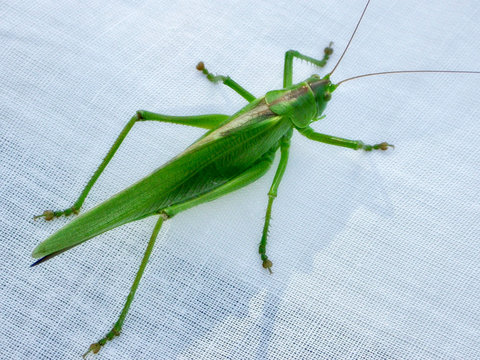 Euarthropoda Images – Parcourir 294 le catalogue de photos, vecteurs et ...