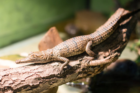 Imagens de Kroko – Explore Fotografias do Stock, Vetores e Vídeos de ...