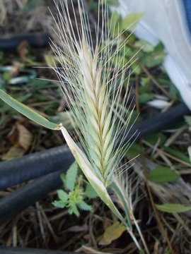 "Spiga Di Grano" Images – Browse 519 Stock Photos, Vectors, and Video ...