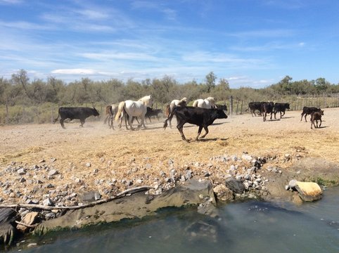 Nadial photos, images, assets | Adobe Stock