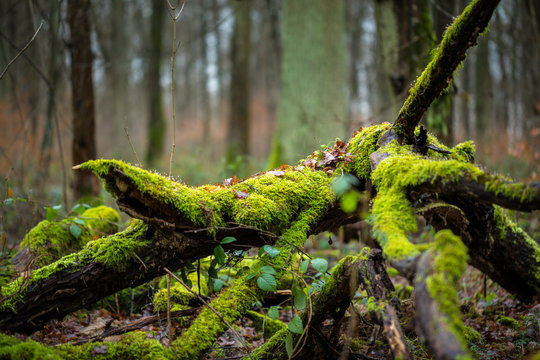 Unterholz-Bilder: Stock-Fotos & -Videos. | Adobe Stock