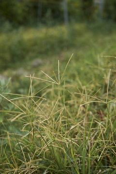 Arugampul Images – Browse 31 Stock Photos, Vectors, and Video | Adobe Stock