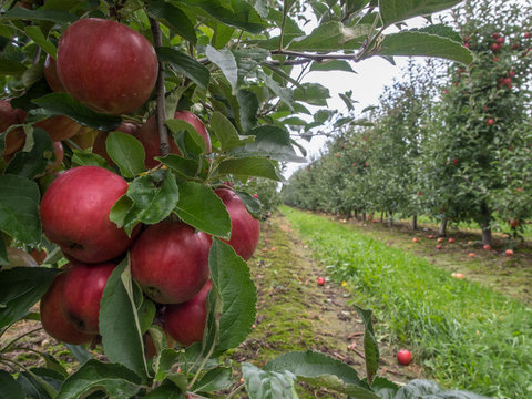 Fructify Bilder – Durchsuchen 586 Archivfotos, Vektorgrafiken und Videos | Adobe Stock