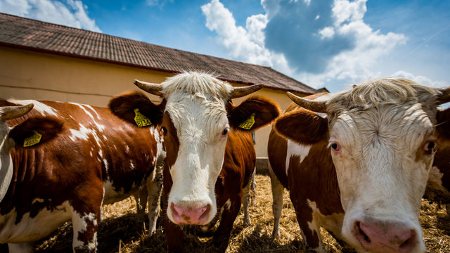 Byk Images – Browse 26 Stock Photos, Vectors, and Video | Adobe Stock