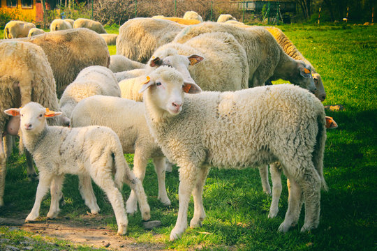 รูปภาพBarany – เลือกดูภาพถ่ายสต็อก เวกเตอร์ และวิดีโอ140 | Adobe Stock