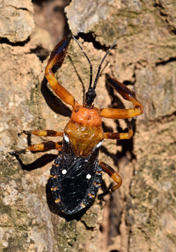 รูปภาพHarpactorinae – เลือกดูภาพถ่ายสต็อก เวกเตอร์ และวิดีโอ81 | Adobe ...