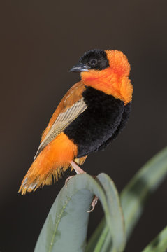 "Northern Red Bishop" Images – Browse 88 Stock Photos, Vectors, and ...