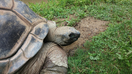 Tortoise stock photos and royalty-free images, vectors and ...