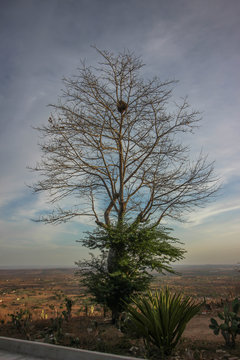 Barriguda Imagens – Procure 137 fotos, vetores e vídeos | Adobe Stock