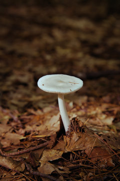 Justin Mulder photos, images, assets | Adobe Stock