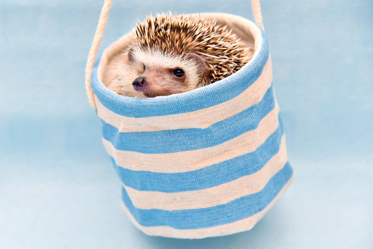 「Ciwei」の画像 - 9 件の Stock 写真、ベクターおよびビデオ | Adobe Stock