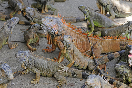 "Iguana Iguana Rhinolopha" Bilder – Durchsuchen 30 Archivfotos ...