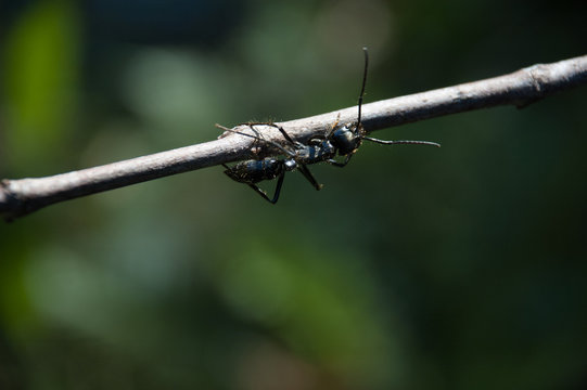 Tocandira bilder – Bläddra bland 35 stockfoton, vektorer och videor ...