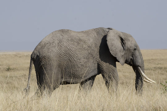 Pachiderma-Bilder: Stock-Fotos & -Videos. | Adobe Stock