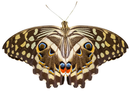 รูปภาพVoleter – เลือกดูภาพถ่ายสต็อก เวกเตอร์ และวิดีโอ165 | Adobe Stock