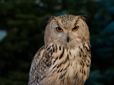 Imágenes de Owel: descubre bancos de fotos, ilustraciones, vectores y ...