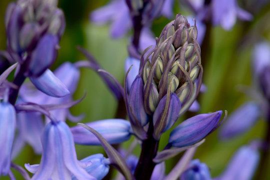 Bolb Billeder – Gennemse 257 stockfotos, vektorer og videoer | Adobe Stock