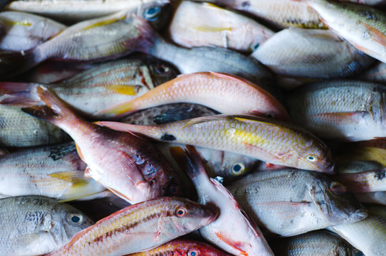 รูปภาพFish – เลือกดูภาพถ่ายสต็อก เวกเตอร์ และวิดีโอ6,453,895 | Adobe Stock