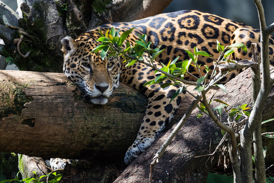 รูปภาพOnca – เลือกดูภาพถ่ายสต็อก เวกเตอร์ และวิดีโอ2,988 | Adobe Stock