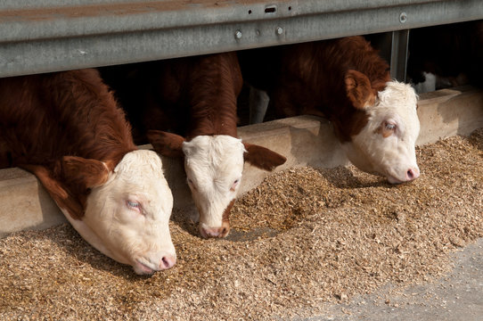 รูปภาพBullen – เลือกดูภาพถ่ายสต็อก เวกเตอร์ และวิดีโอ883 | Adobe Stock