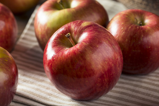 「Kiku」の写真素材 | 649件の無料イラスト画像 | Adobe Stock