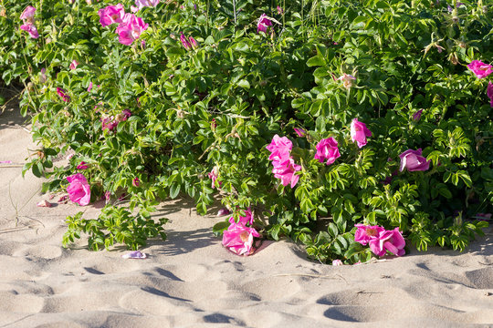 "Beach Rose" Images – Browse 3,322 Stock Photos, Vectors, and Video ...