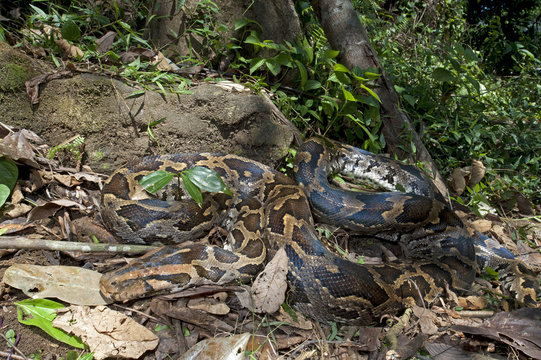 Tiger-Python Images – Browse 2 Stock Photos, Vectors, and Video | Adobe ...