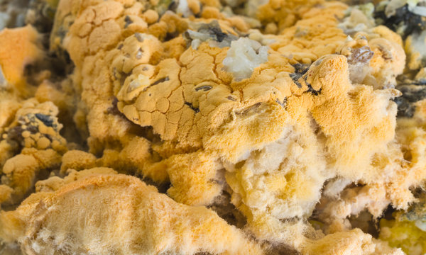 รูปภาพMoldy – เลือกดูภาพถ่ายสต็อก เวกเตอร์ และวิดีโอ32,844 | Adobe Stock