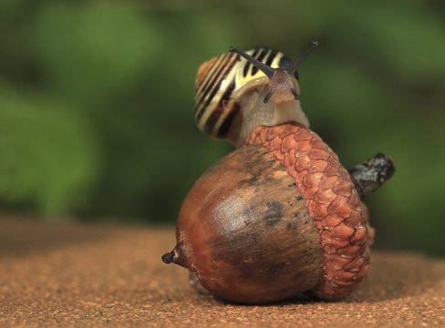 Afbeeldingen over "A Photo" – Blader in stockfoto's, vectoren en video ...