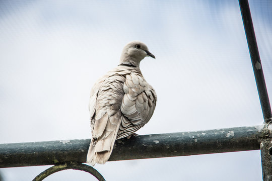 Lachtauben Bilder – Durchsuchen 15 Archivfotos, Vektorgrafiken und ...