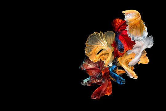Free Fish Images – Browse 13,365 Free Stock Photos, Vectors, and Video ...