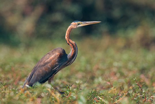 Bico Images – Parcourir 15,124 le catalogue de photos, vecteurs et ...