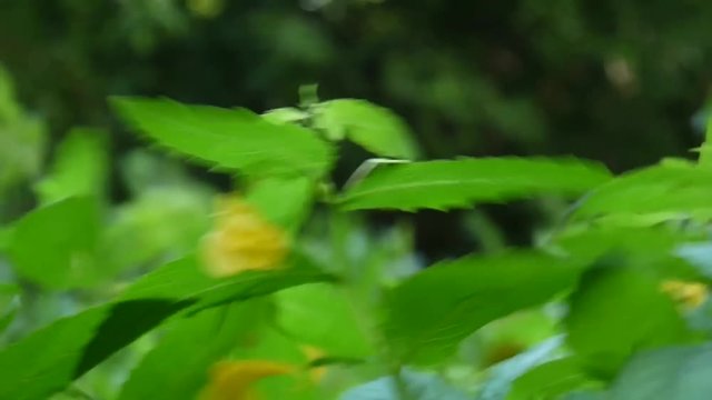 "Touch-Me-Not Balsam" Images – Browse 213 Stock Photos, Vectors, and ...