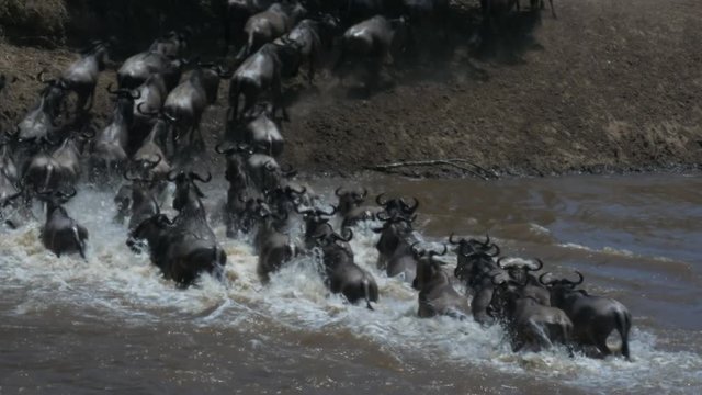 Obrázky Stampede – procházejte fotografie, vektory a videa 3,078 ...