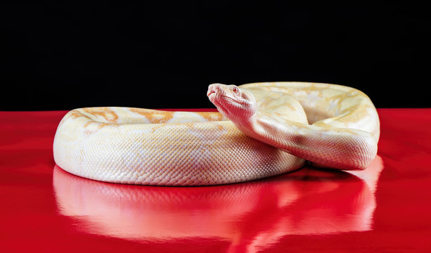 รูปภาพ"Python Royal" – เลือกดูภาพถ่ายสต็อก เวกเตอร์ และวิดีโอ72 | Adobe ...