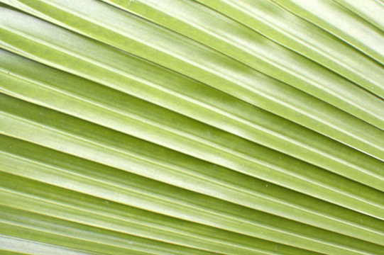 รูปภาพAnahaw – เลือกดูภาพถ่ายสต็อก เวกเตอร์ และวิดีโอ389 | Adobe Stock