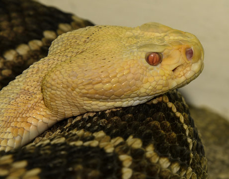 Viper Snake Eyes