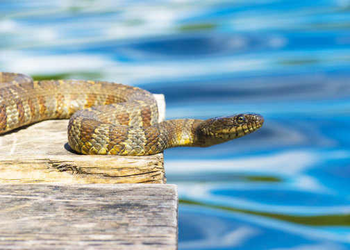 Watersnake Images – Browse 361 Stock Photos, Vectors, and Video | Adobe ...