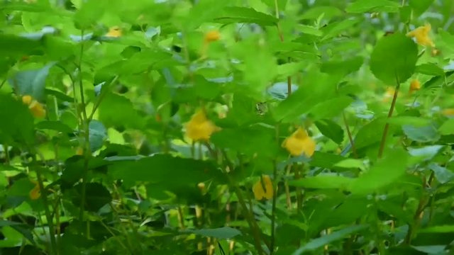 "Touch-Me-Not Balsam" Images – Browse 188 Stock Photos, Vectors, and ...