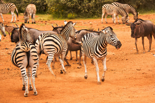 รูปภาพSingle-Hoofed – เลือกดูภาพถ่ายสต็อก เวกเตอร์ และวิดีโอ113 | Adobe ...