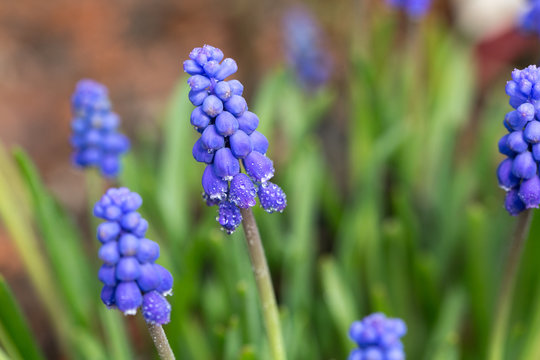 Imágenes de Perlhyazinthe: descubre bancos de fotos, ilustraciones ...