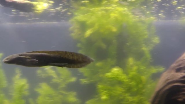 Neotenic Images – Browse 508 Stock Photos, Vectors, and Video | Adobe Stock