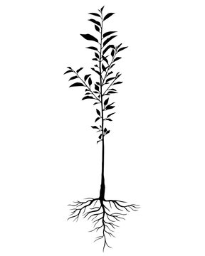 Biennial Plant Drawing