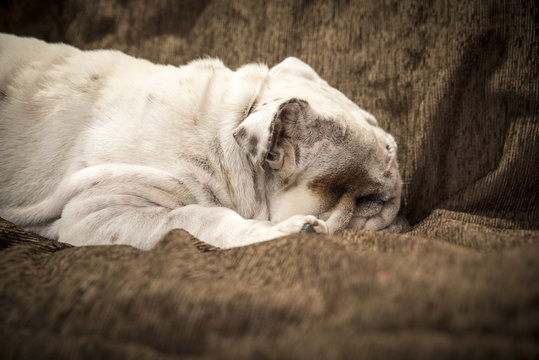 รูปภาพMolossoide – เลือกดูภาพถ่ายสต็อก เวกเตอร์ และวิดีโอ208 | Adobe Stock