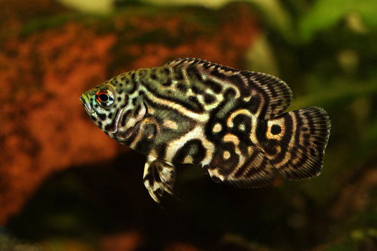 Golden Oscar Fish