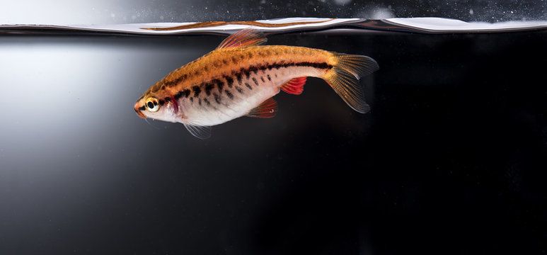 Fischflossen Bilder – Durchsuchen 24,244 Archivfotos, Vektorgrafiken ...